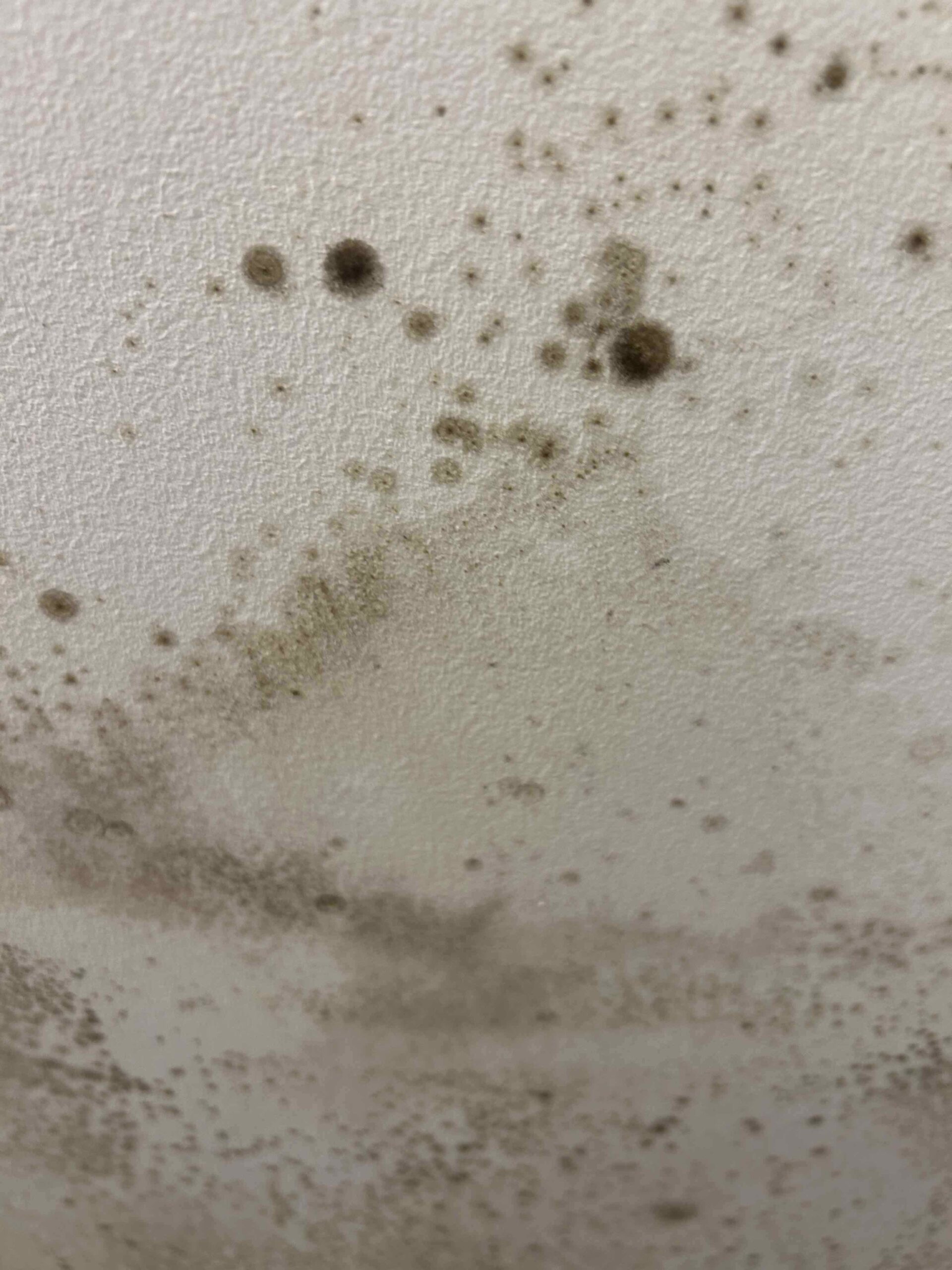“Is This Mold?” How to Tell if You Have Mold in Your Basement - Hudson ...